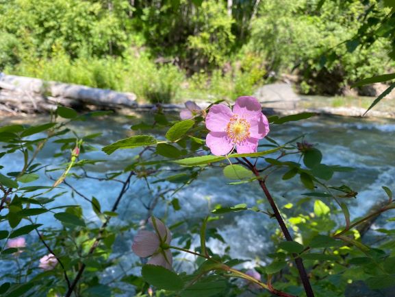 Wildflowers and Berries - Alaska Adventure Center - Alaskan Wildflowers